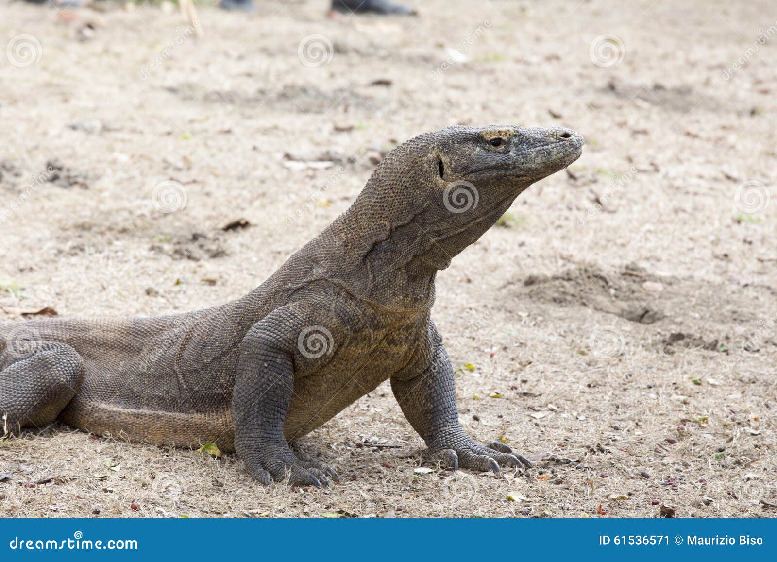 Komodo Dragon stock image. Image of scary, island, charging - 61536571