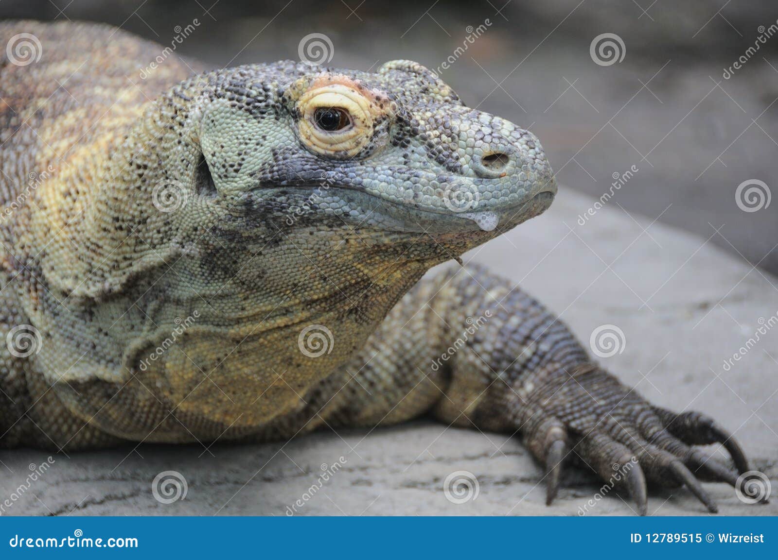 Komodo Dragon Portrait stock image. Image of staring - 12789515
