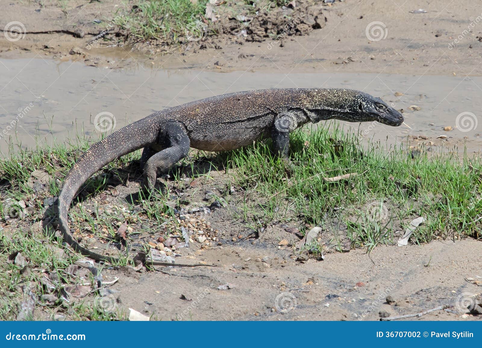 Komodo dragon stock photo. Image of giant, claw, lizard - 36707002