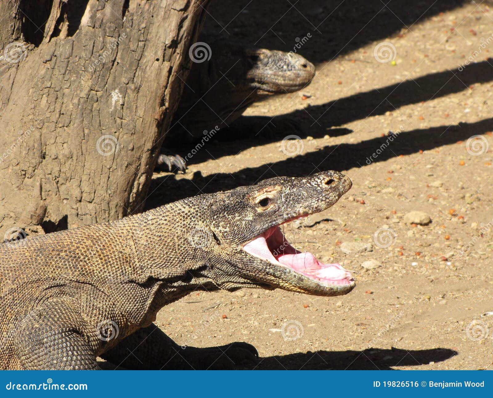 Komodo Dragon Roar stock photo. Image of scales, island - 19826516