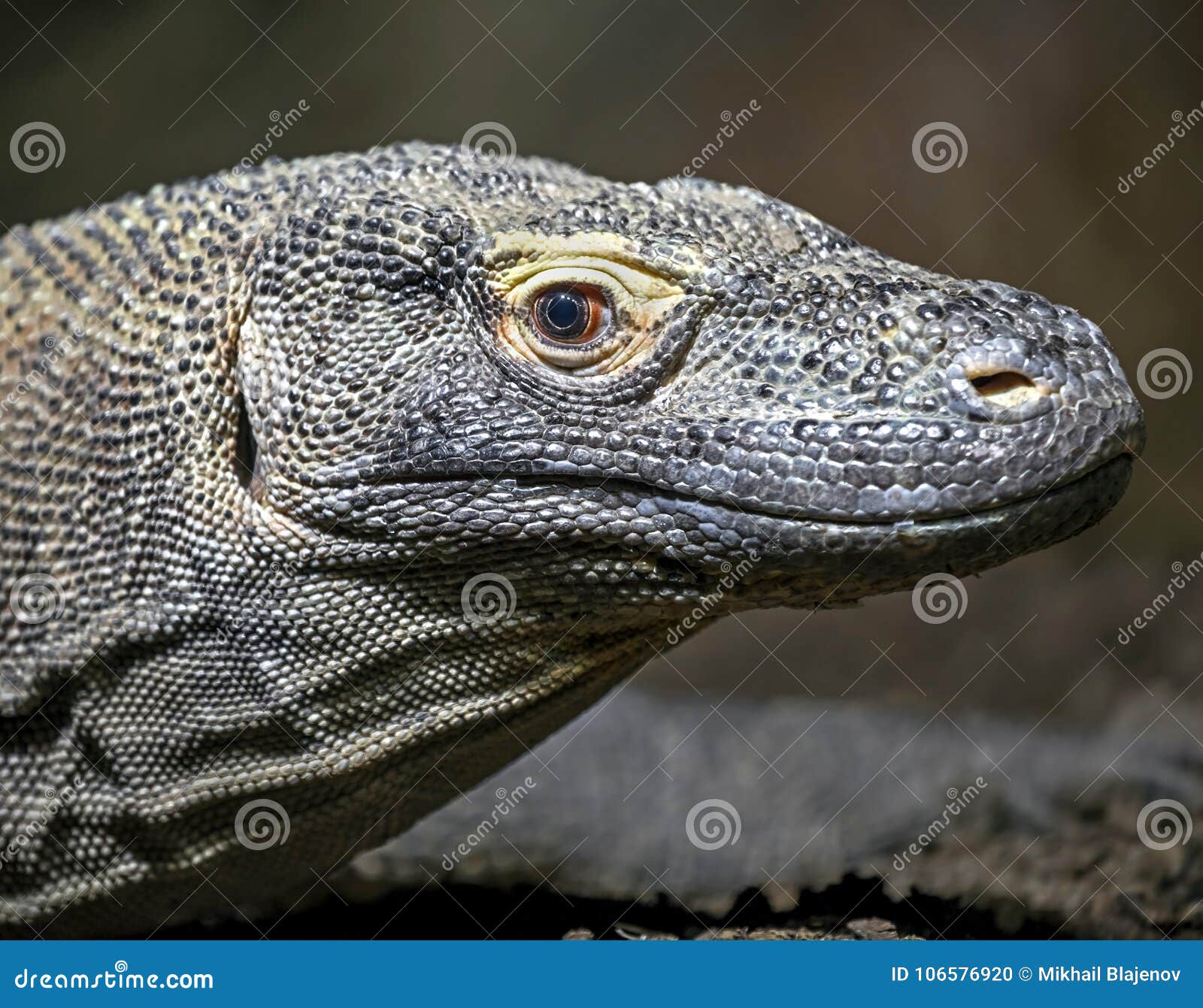 Komodo dragon`s head 3 stock photo. Image of lizard - 106576920