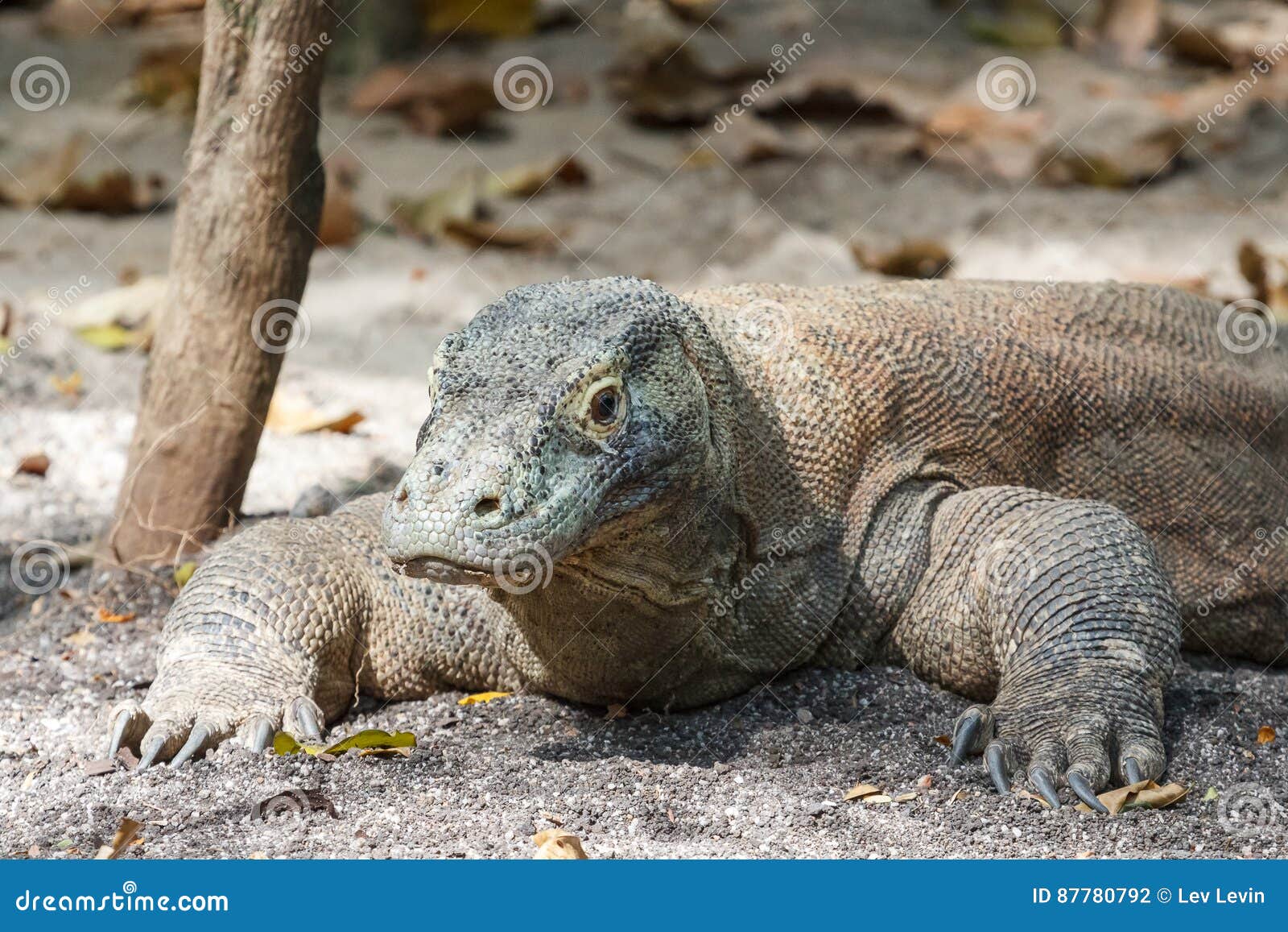 Komodo dragon stock photo. Image of looking, white, animal - 87780792