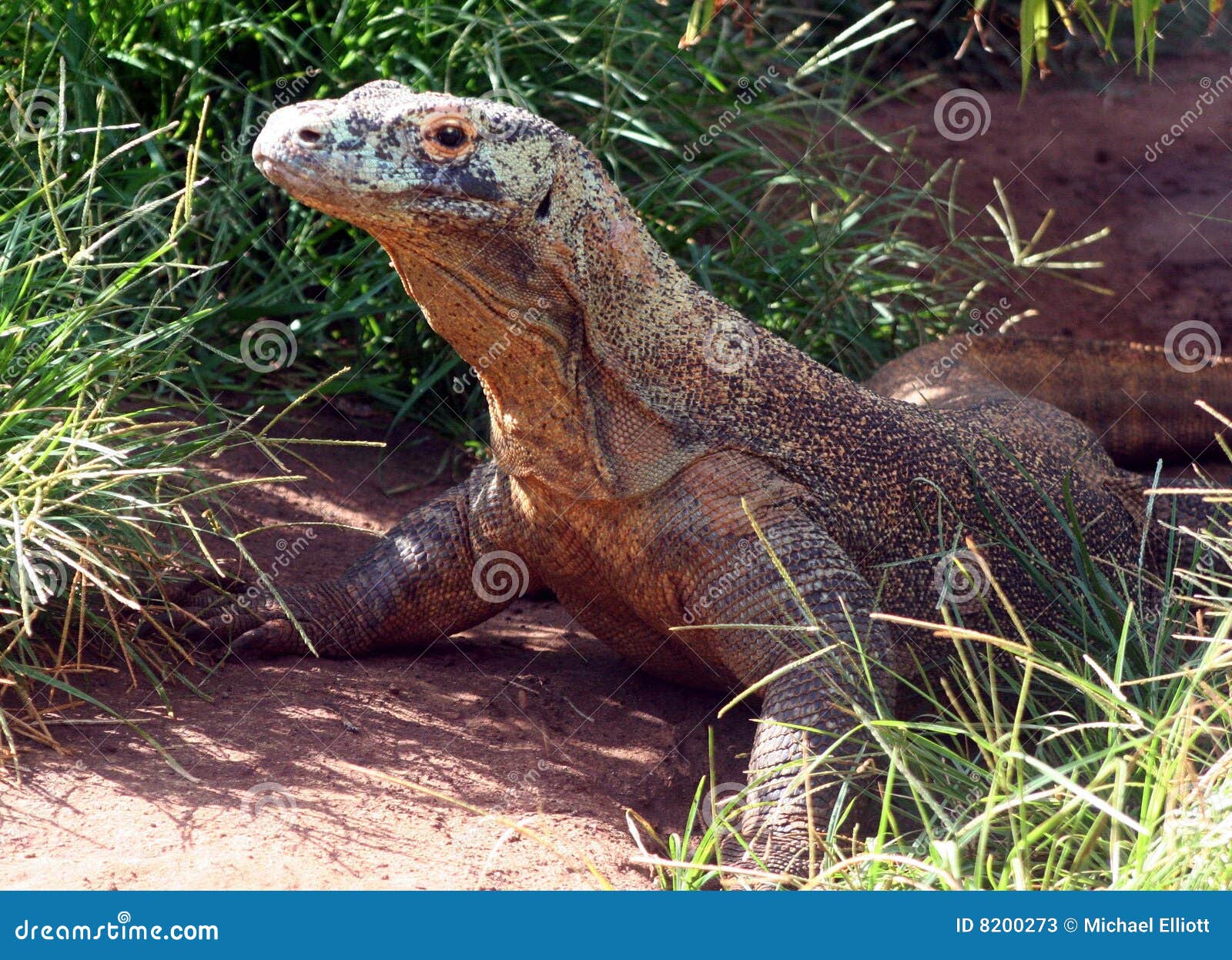 Komodo Dragon Standing stock image. Image of monitor, hide - 8200273