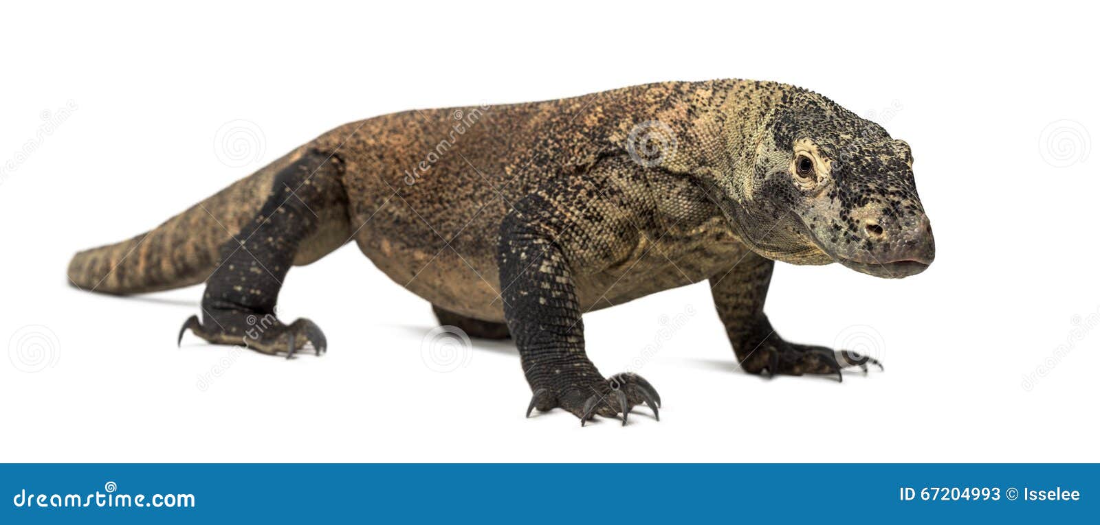 Komodo Dragon Standing Up, Isolated on White Stock Image - Image of ...