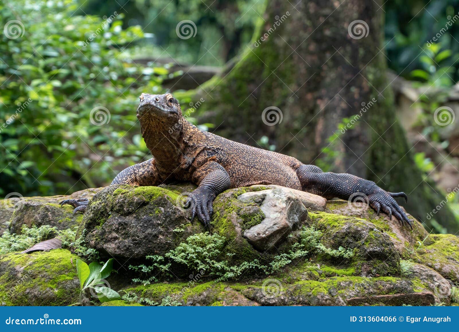 Komodo dragon stock photo. Image of asia, dragon, island - 313604066