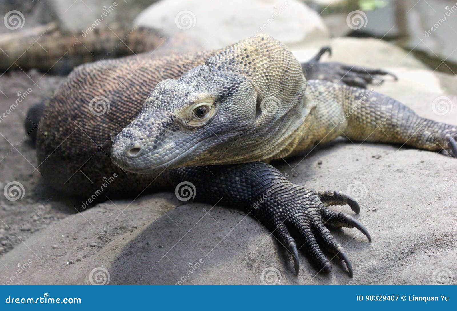 Komodo Dragon editorial photography. Image of nature - 90329407