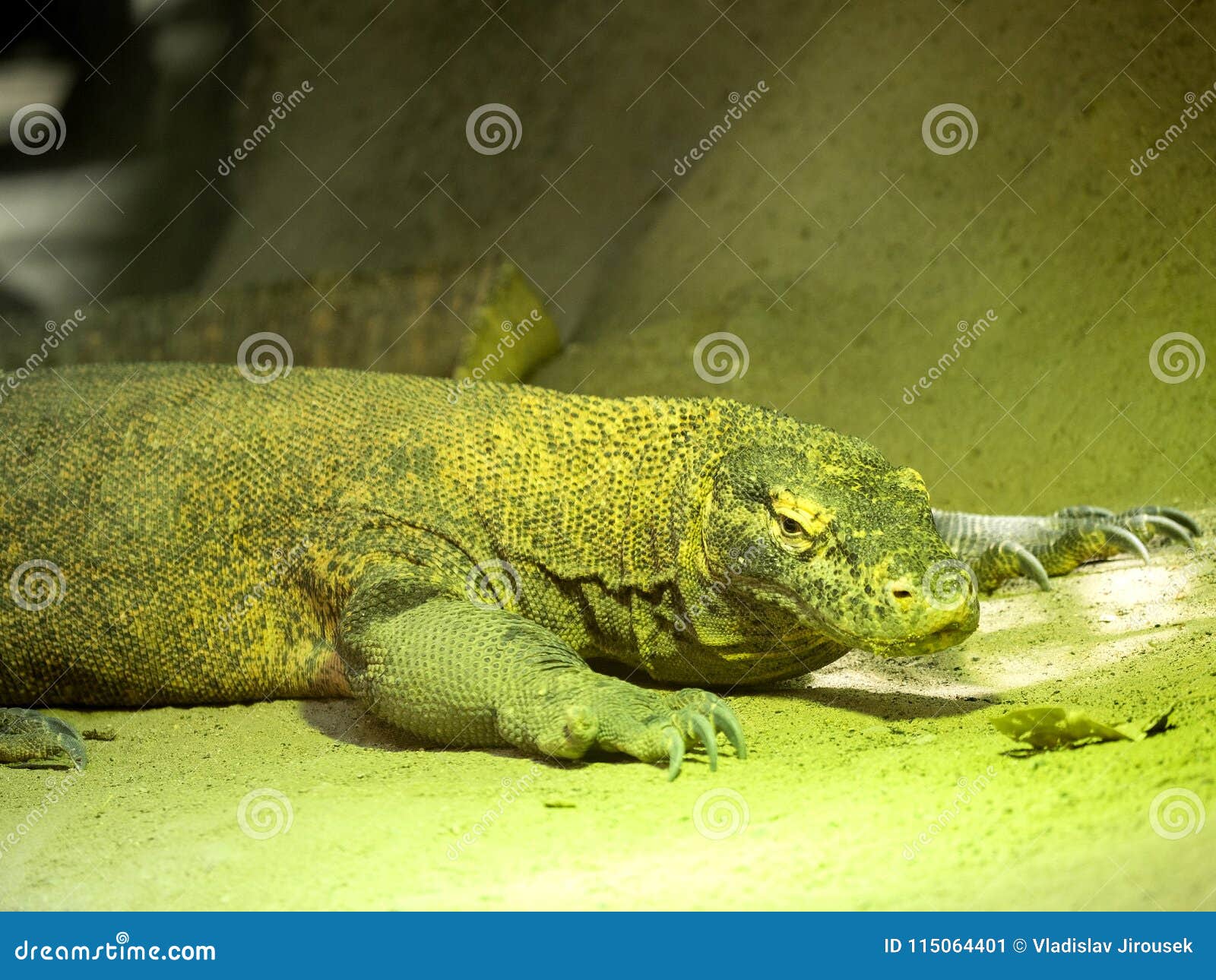 Varan Komodo Island, Indonesia Lizard Reptile Jungle Skin Tropics ...
