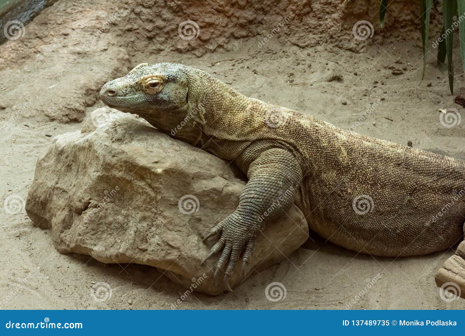 Komodo Dragon Varanus Komodoensis Resting on Rock Stock Image - Image ...