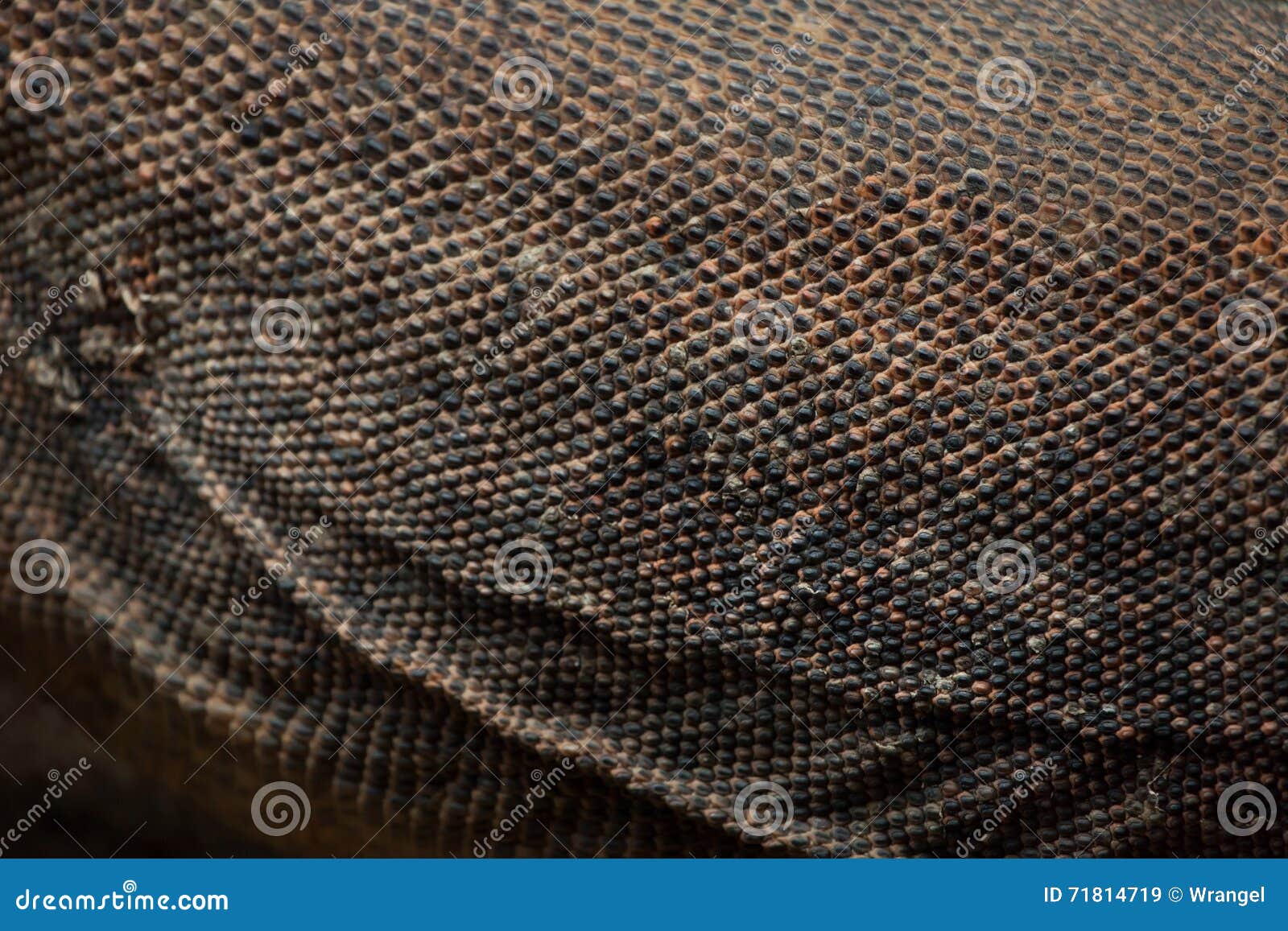 Dragon Skin Texture