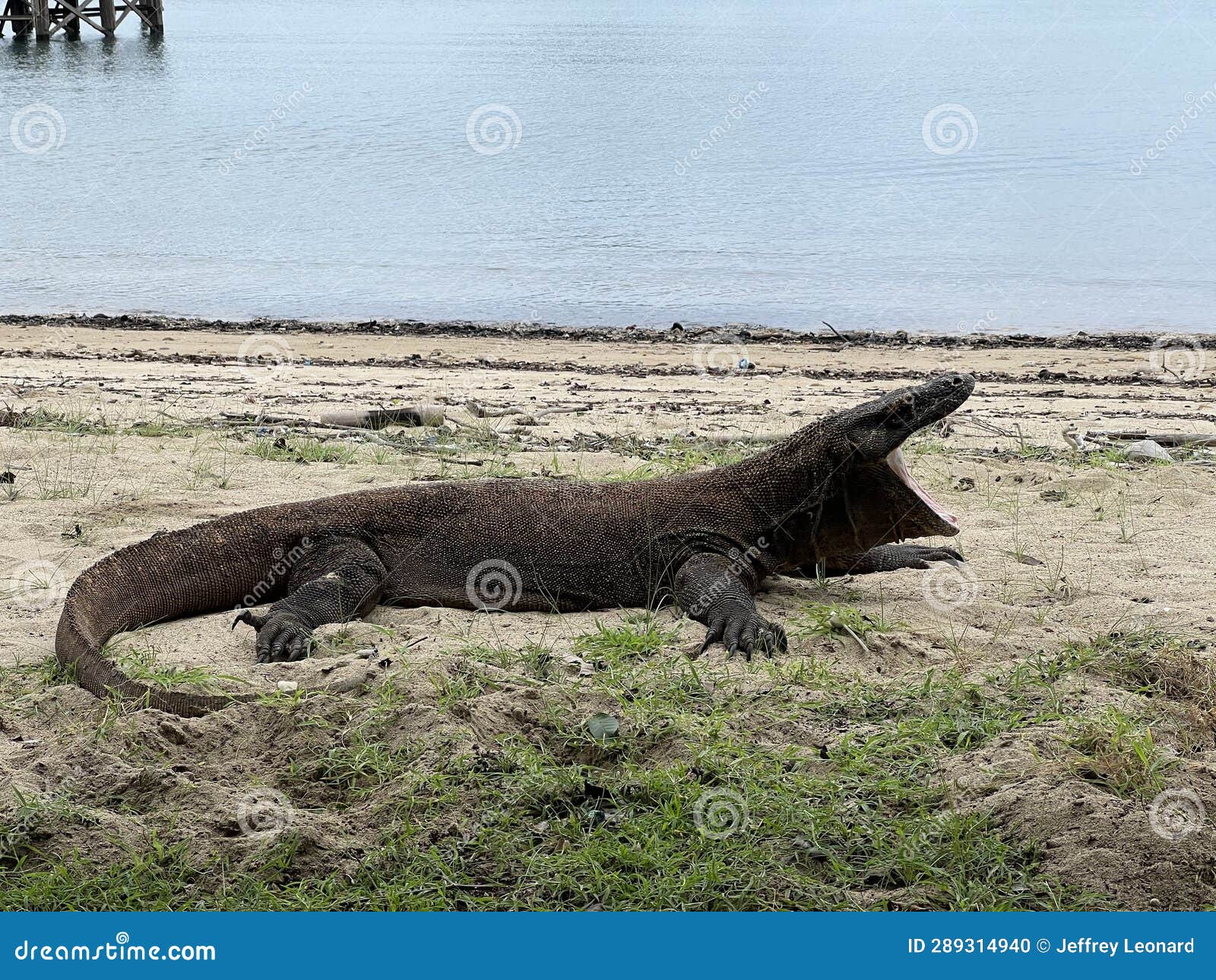 Komodo Dragon Yawning stock photo. Image of wildlife - 289314940