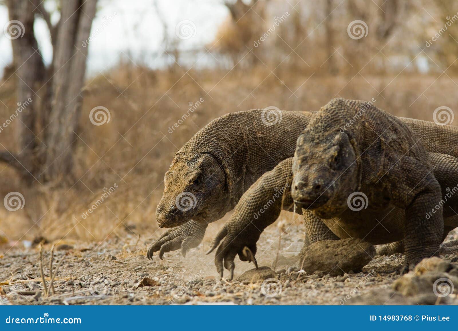 Komodo Dragons Run for Food Stock Photo - Image of giant, national ...