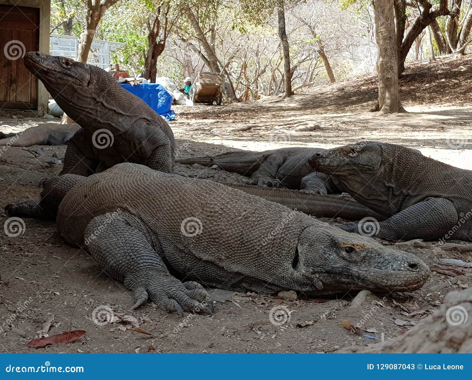 Komodo Dragons stock image. Image of komodo, reptile - 129087043