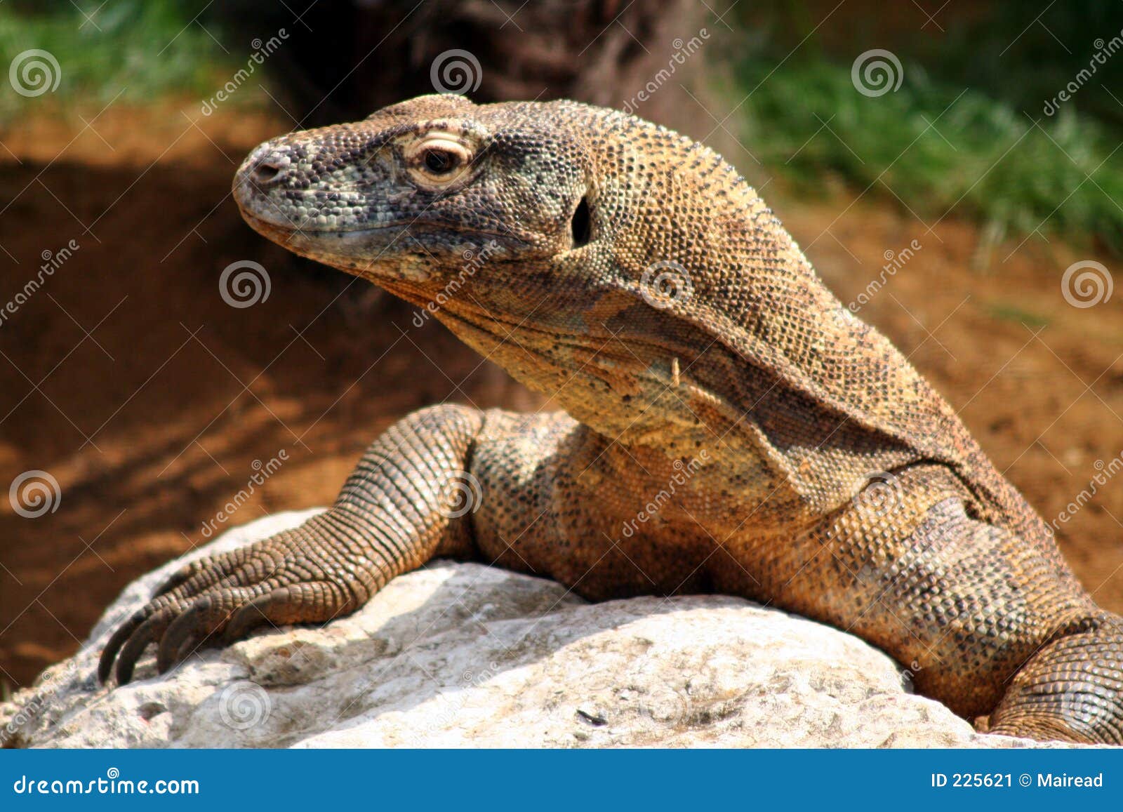 Komodo Lizard stock image. Image of australia, island, lizard - 225621