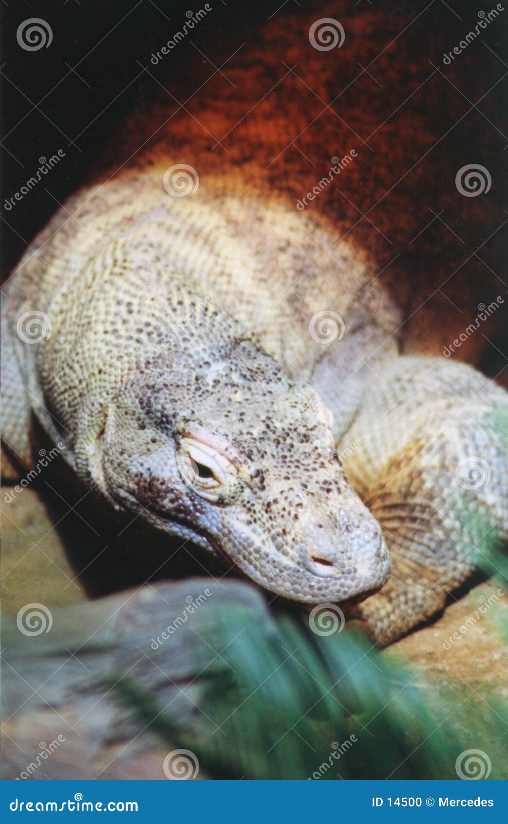 Komodo Monitor stock photo. Image of scales, reptile, endangered - 14500