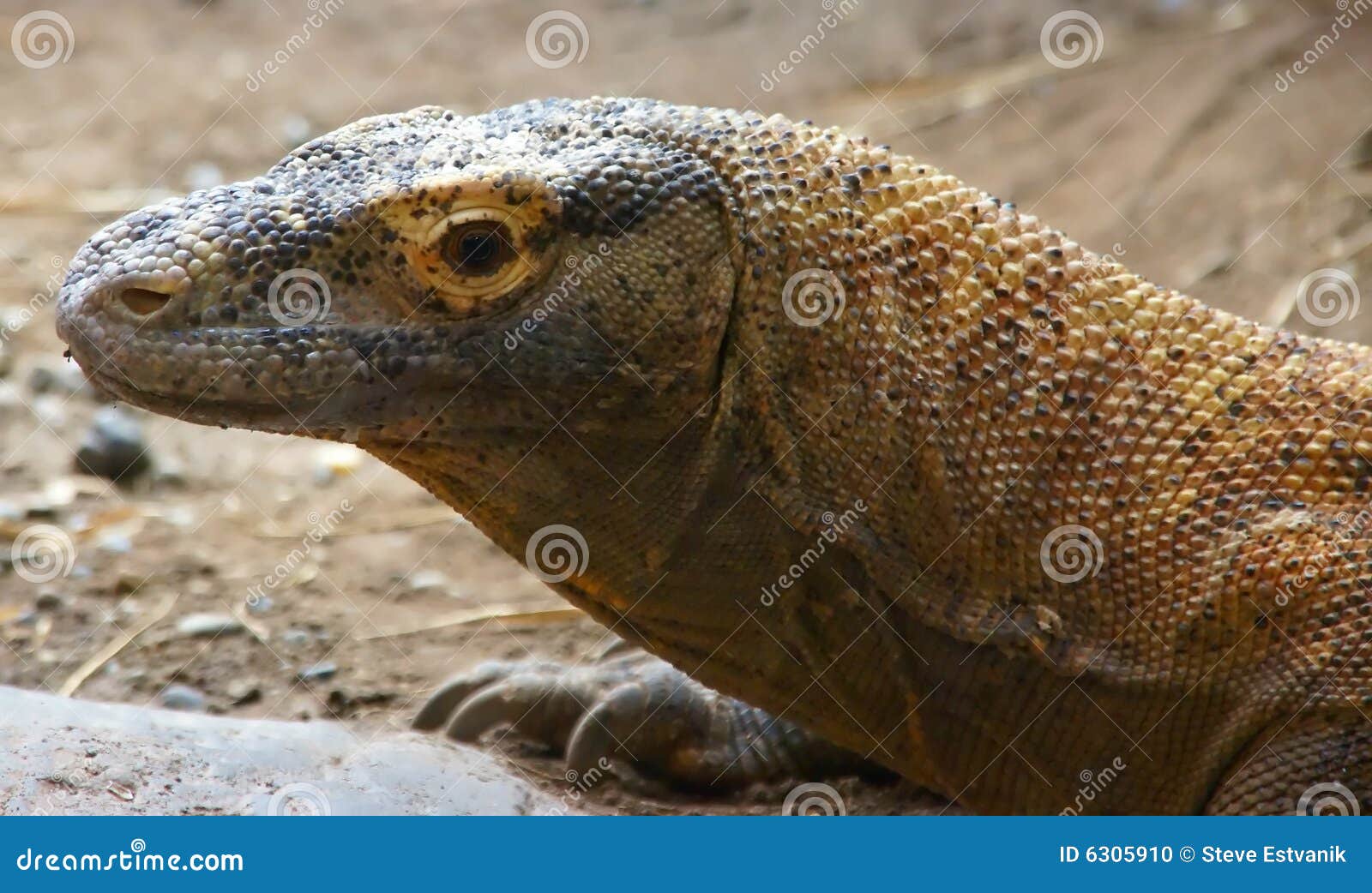 Komodo monitor lizard stock photo. Image of scaly, monitorm - 6305910