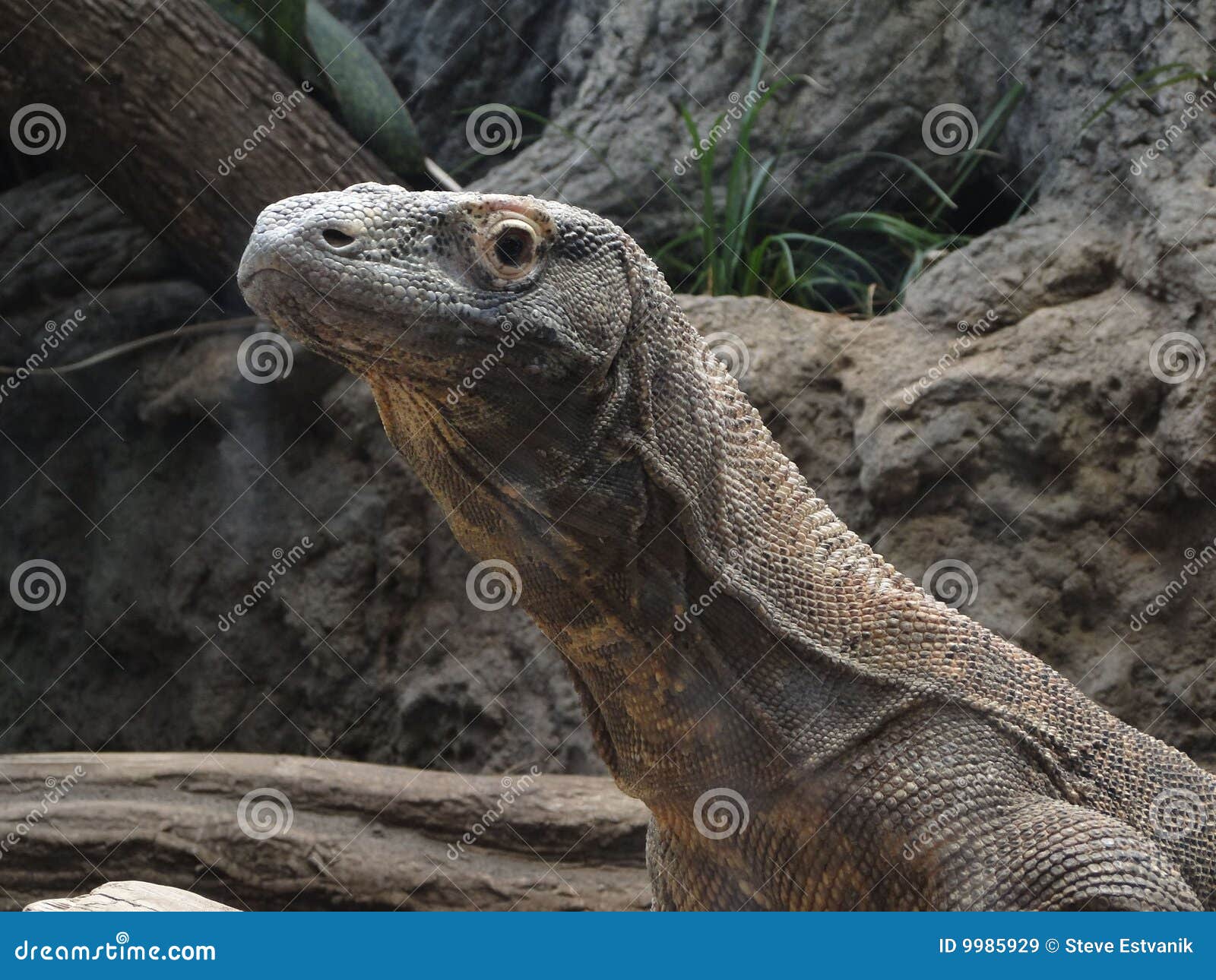 Komodo monitor lizard stock image. Image of predator, slow - 9985929