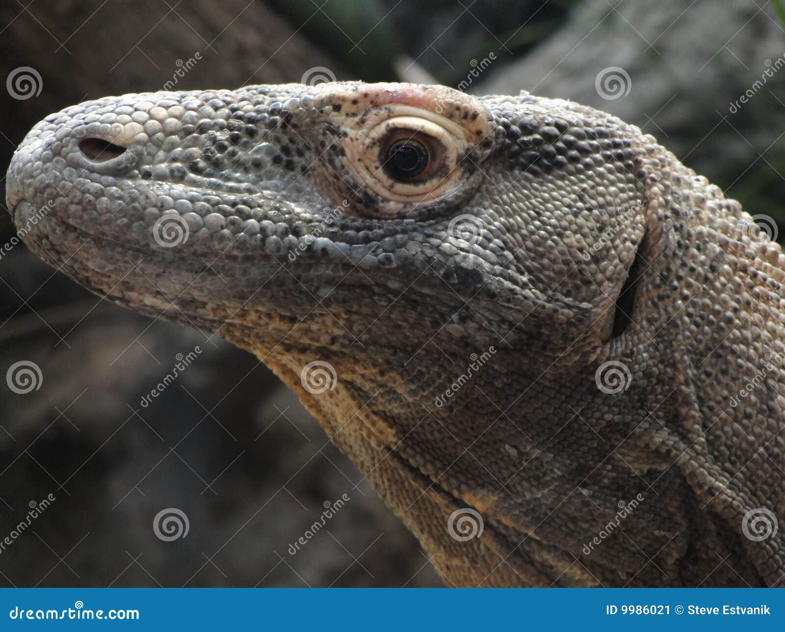Komodo monitor lizard stock image. Image of predator, animal - 9986021