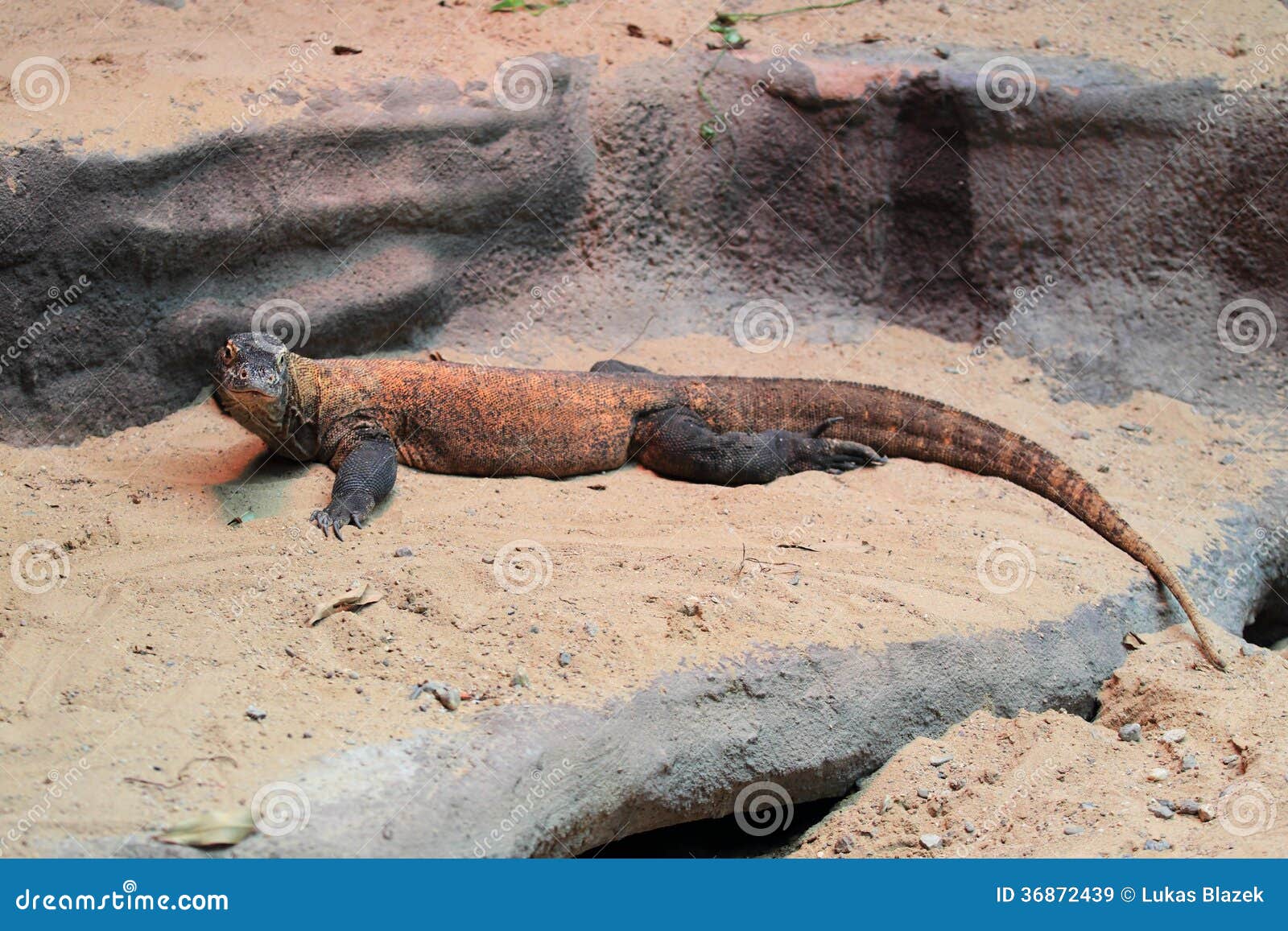 Komodo monitor stock image. Image of adult, nature, lying - 36872439