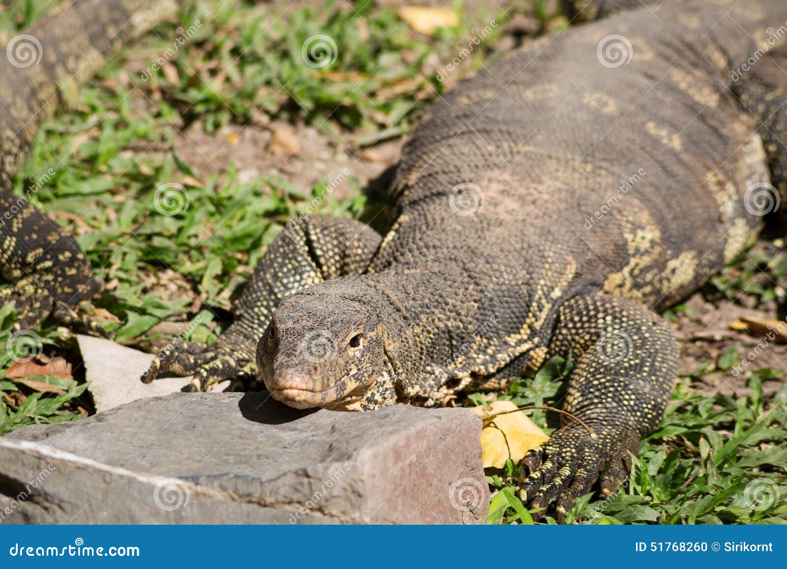 Komododraak, De Grootste Hagedis in De Wereld Stock Foto - Image of ...
