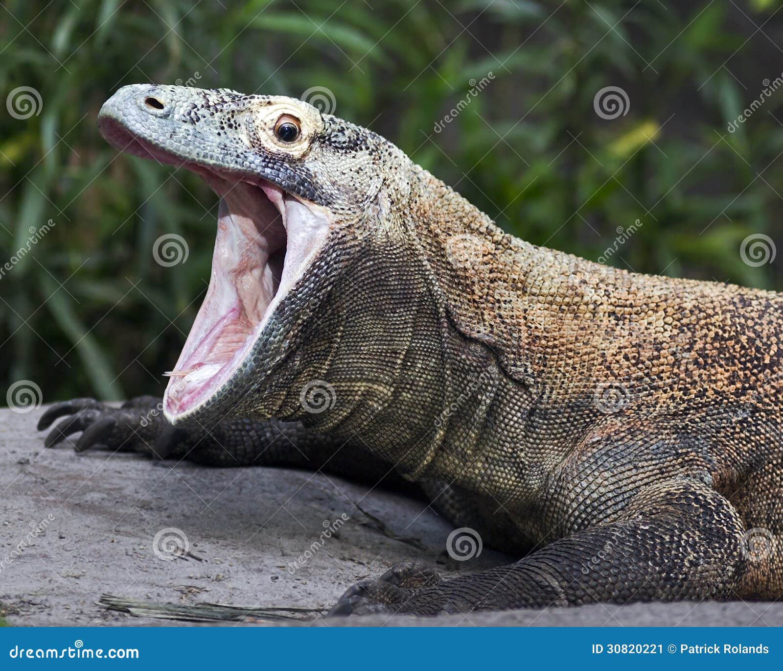 Komodowaran Stockbild - Bild: 30820221