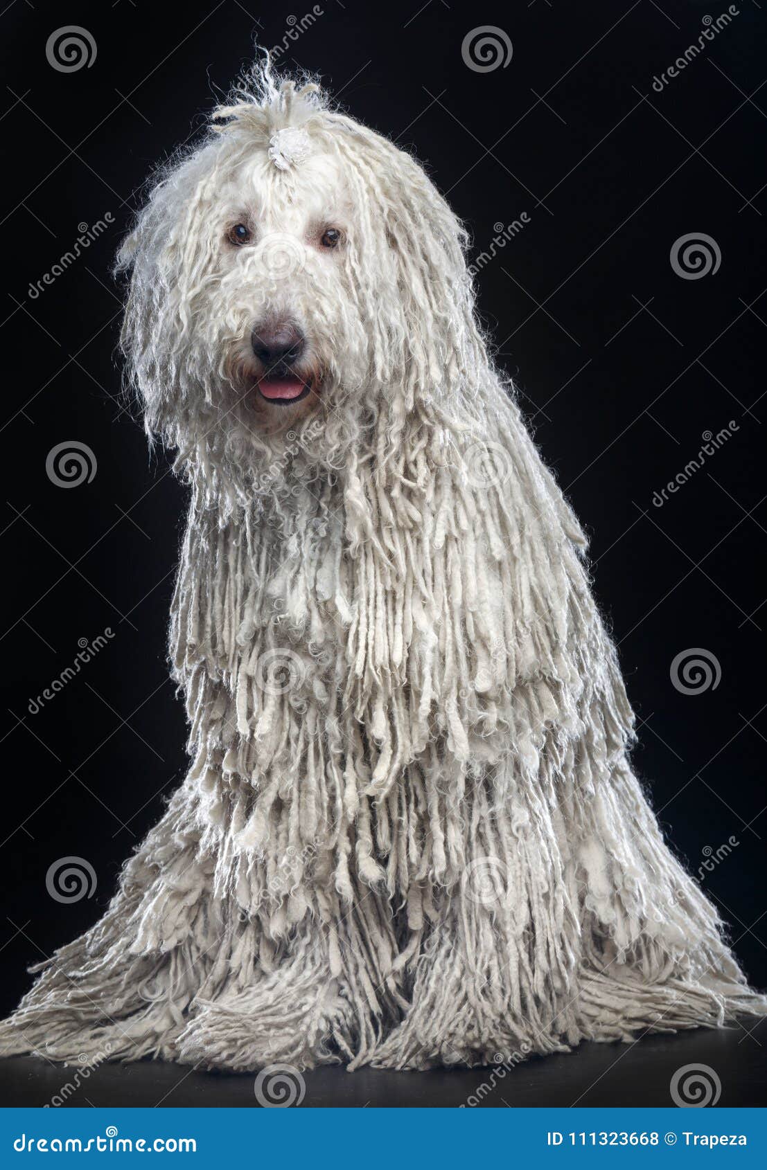 Komondor Dog, Hungarian Shepherd on Black Background Stock Photo ...