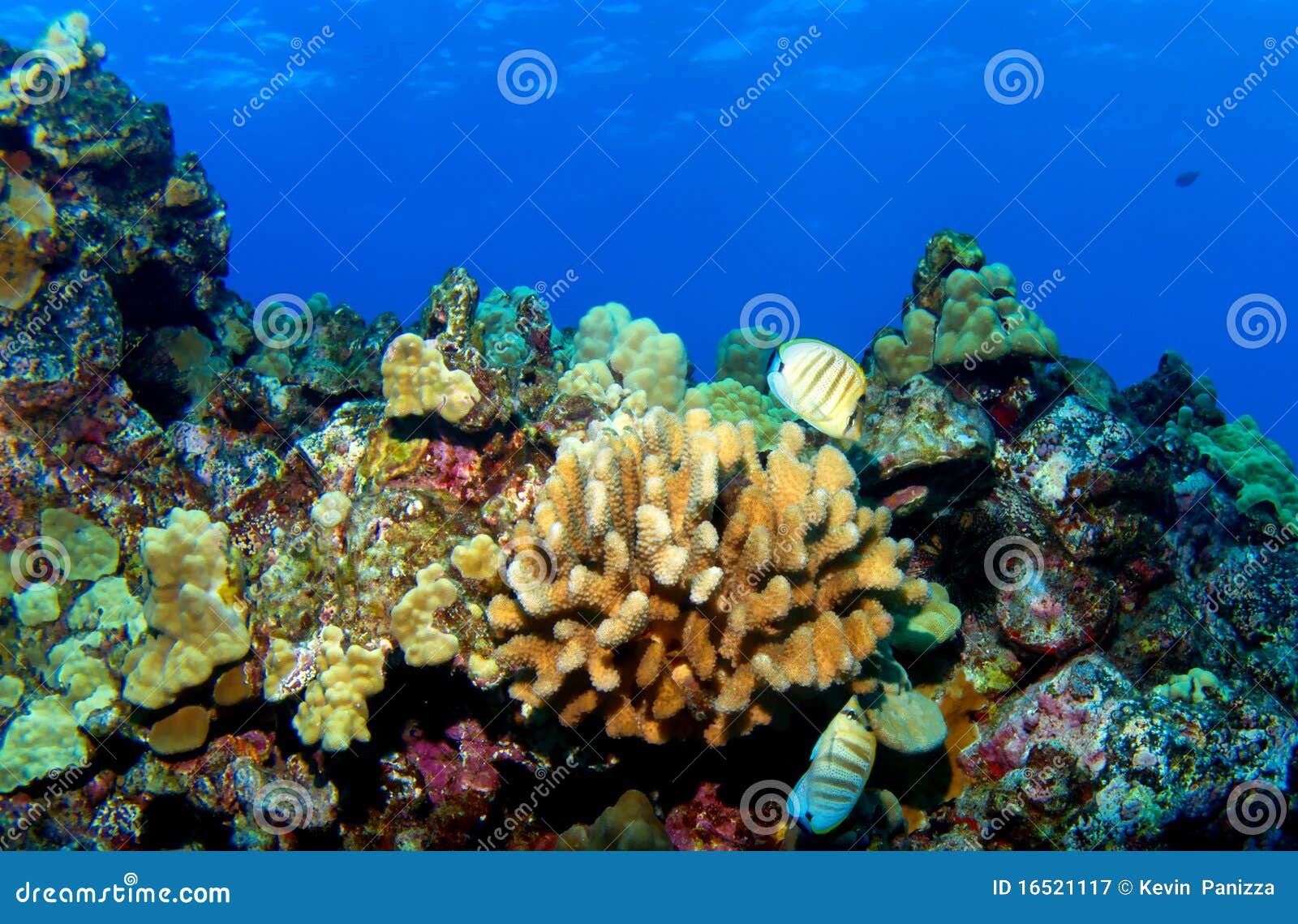 Kona Reef stock image. Image of hawaii, vertebrate, fish - 16521117