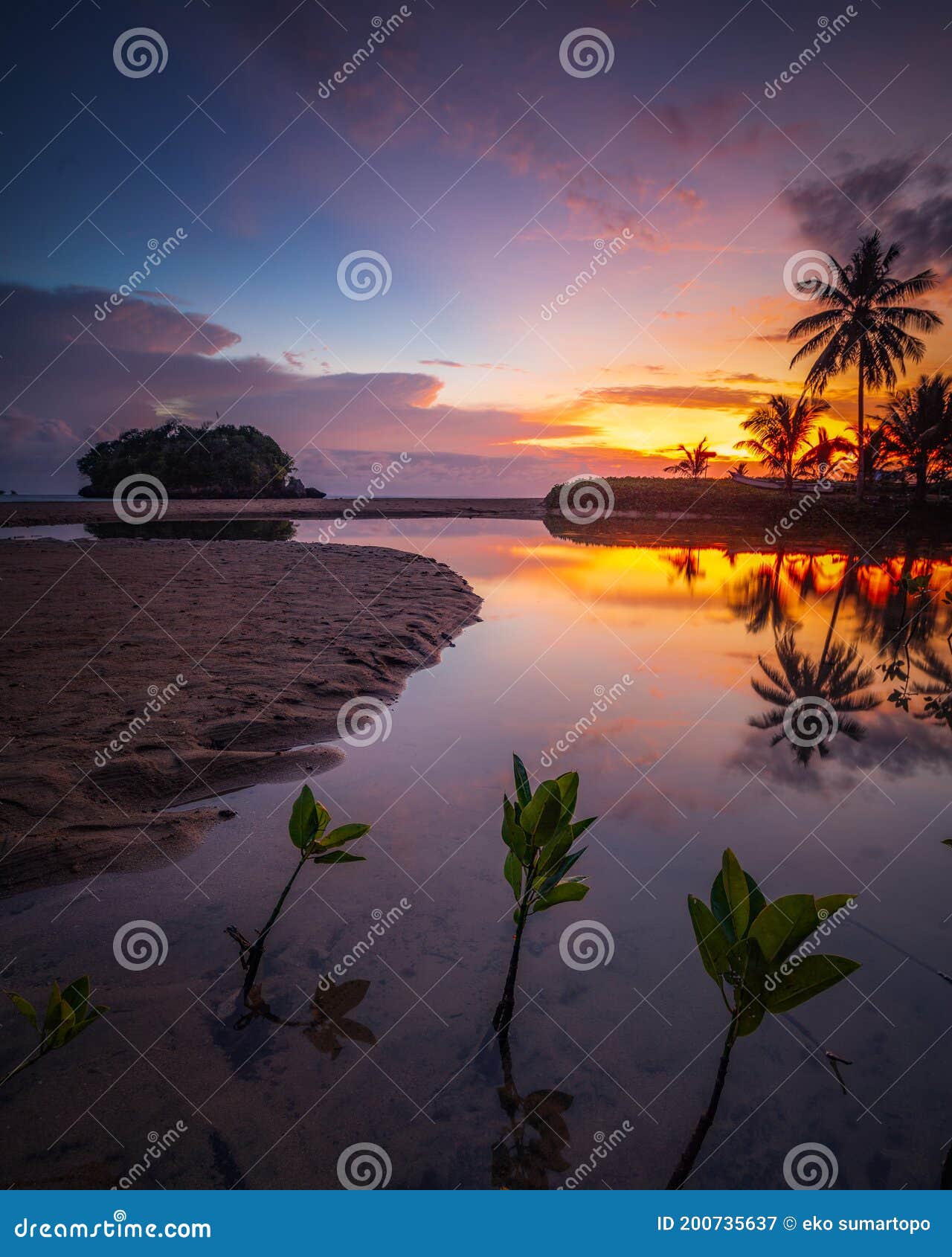 Kondang merak stock image. Image of kondang, sunset - 200735637