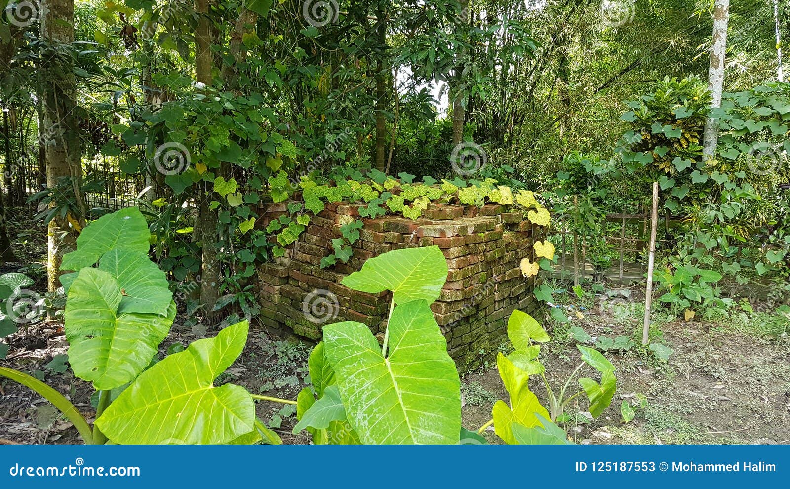 Kongkrit Stock Photos - Free & Royalty-Free Stock Photos from Dreamstime