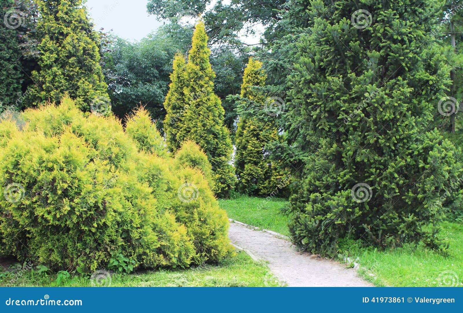 Koniferen im Garten stockbild. Bild von koniferen, amerikanisch - 41973861