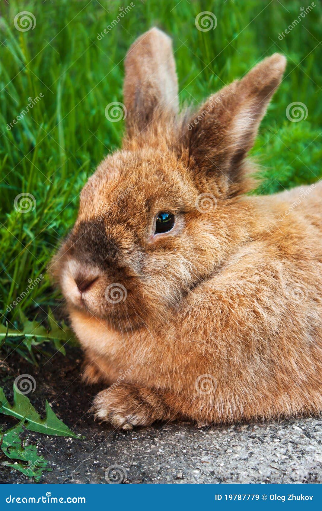 Konijn stock afbeelding. Image of landelijk, groen, weide - 19787779