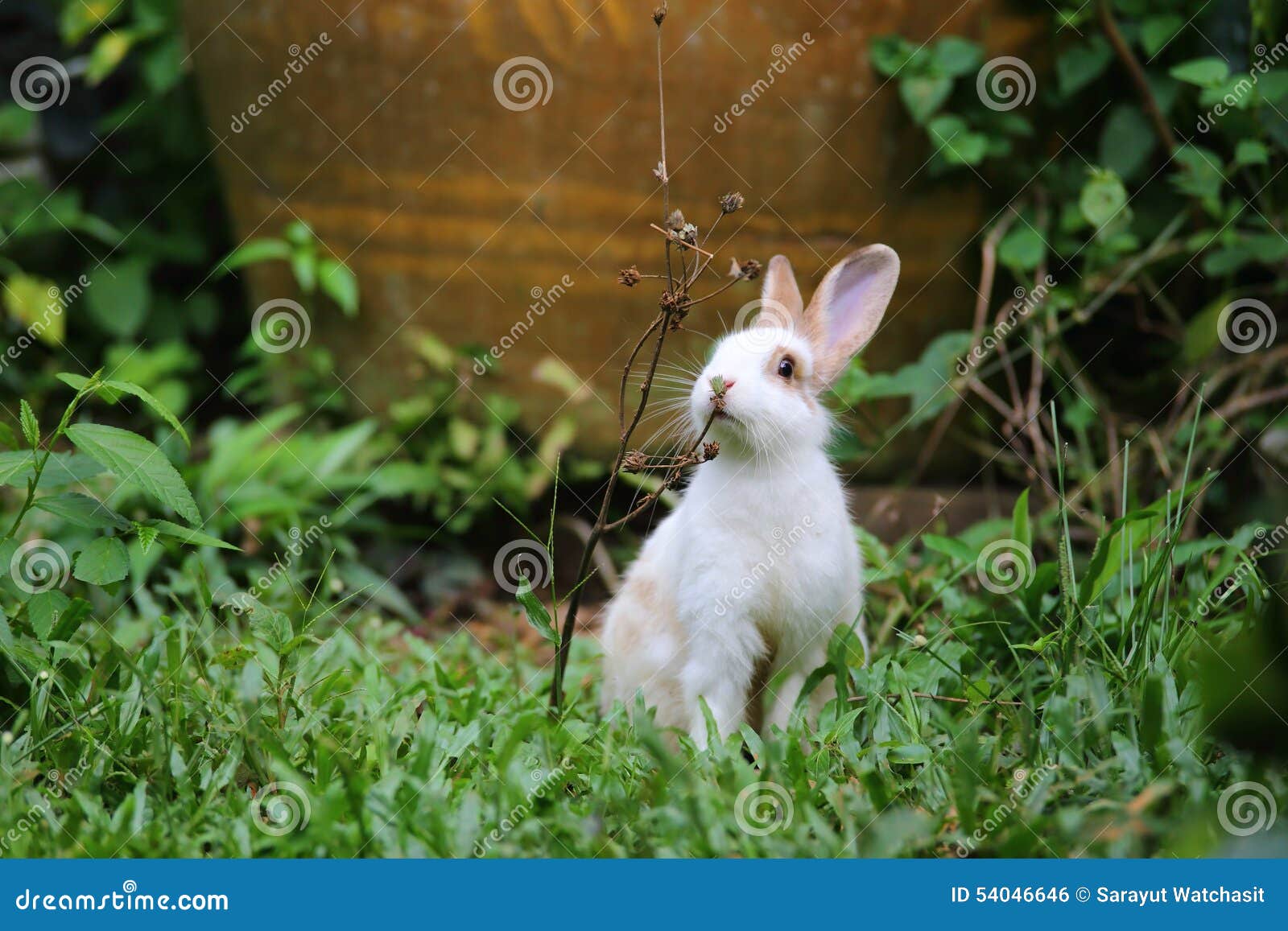 Konijn op het gras stock foto. Image of hazen, fauna - 54046646