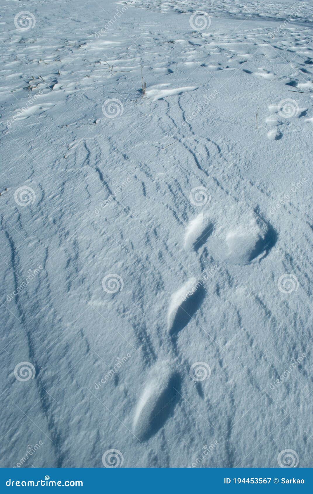 Konijnenspoor in sneeuw stock afbeelding. Image of structuur - 194453567