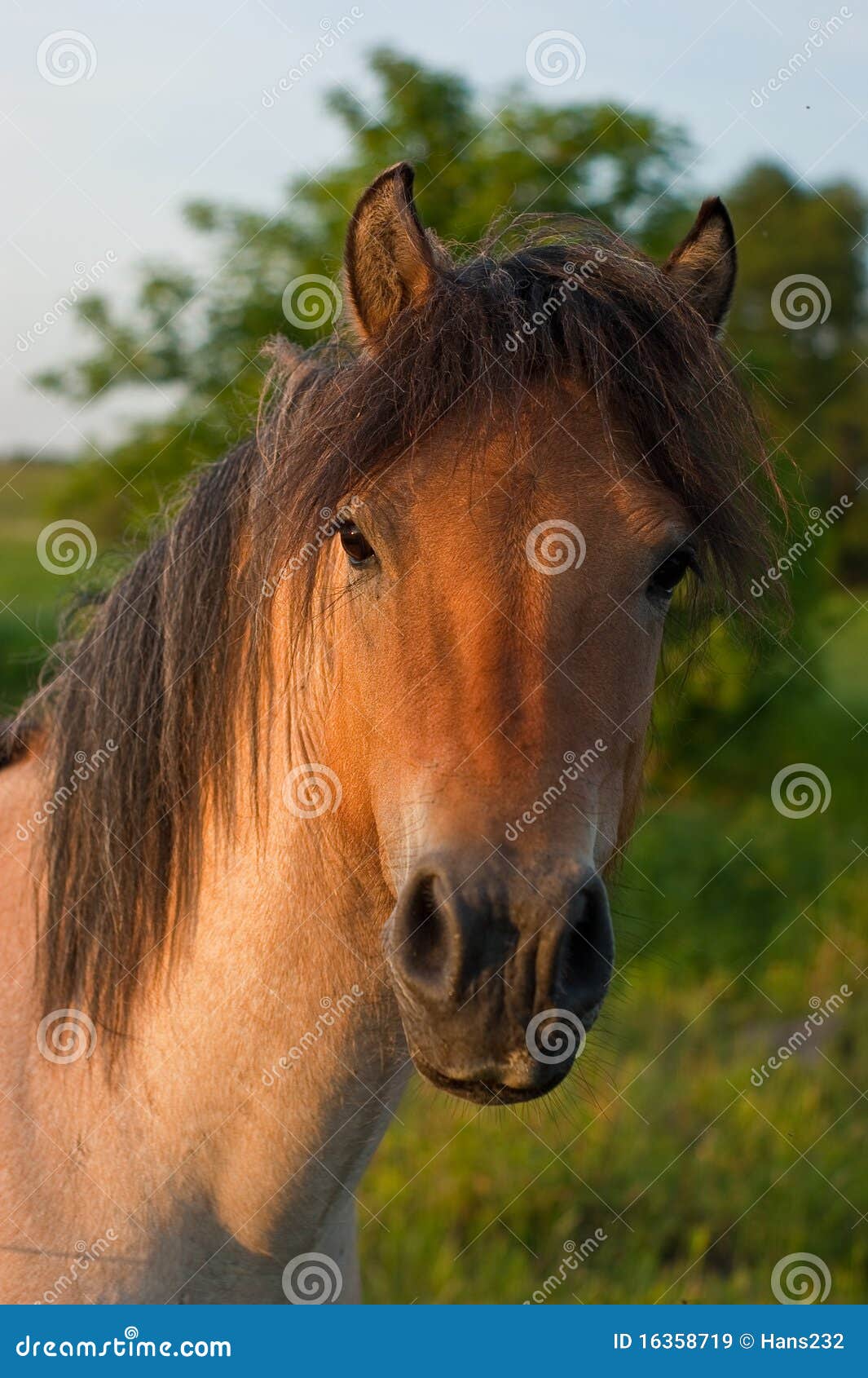 Konik Horse Stock Photo | CartoonDealer.com #59229324