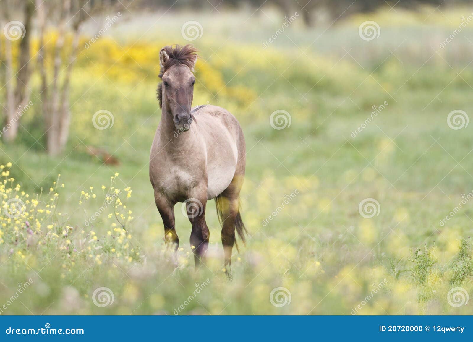 Konik Horse Stock Photo | CartoonDealer.com #59229324