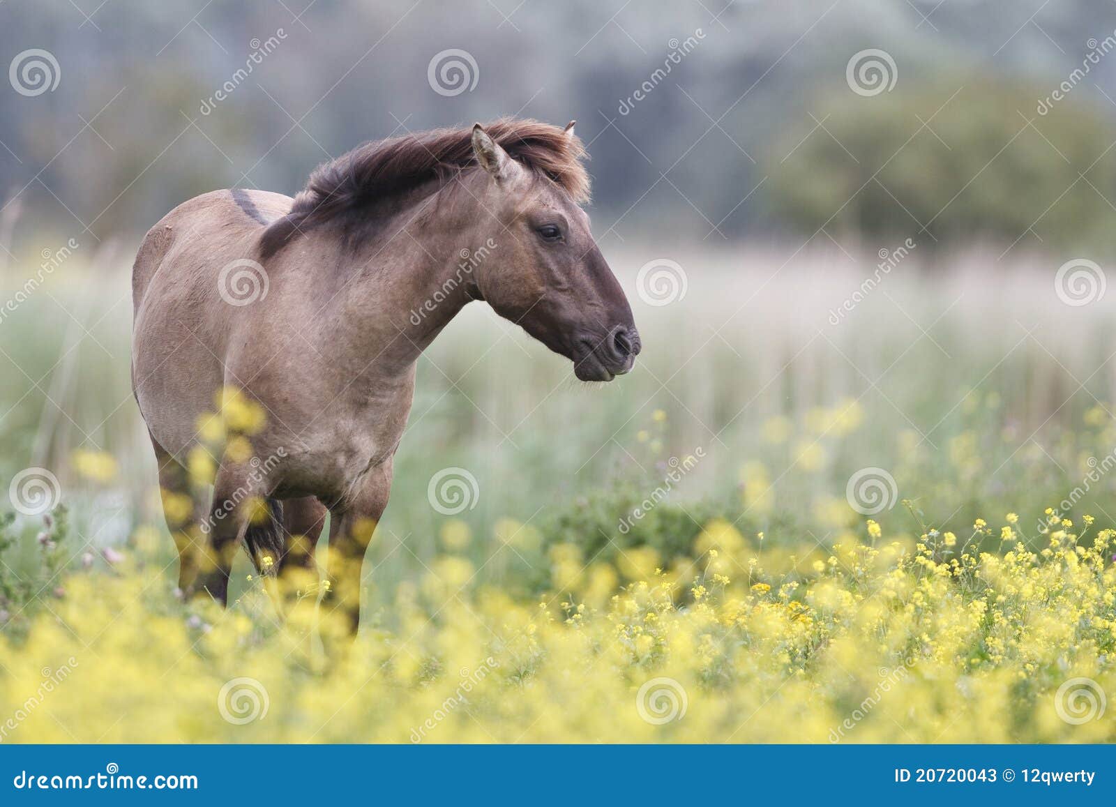 Konik Horse Stock Photo | CartoonDealer.com #59229324