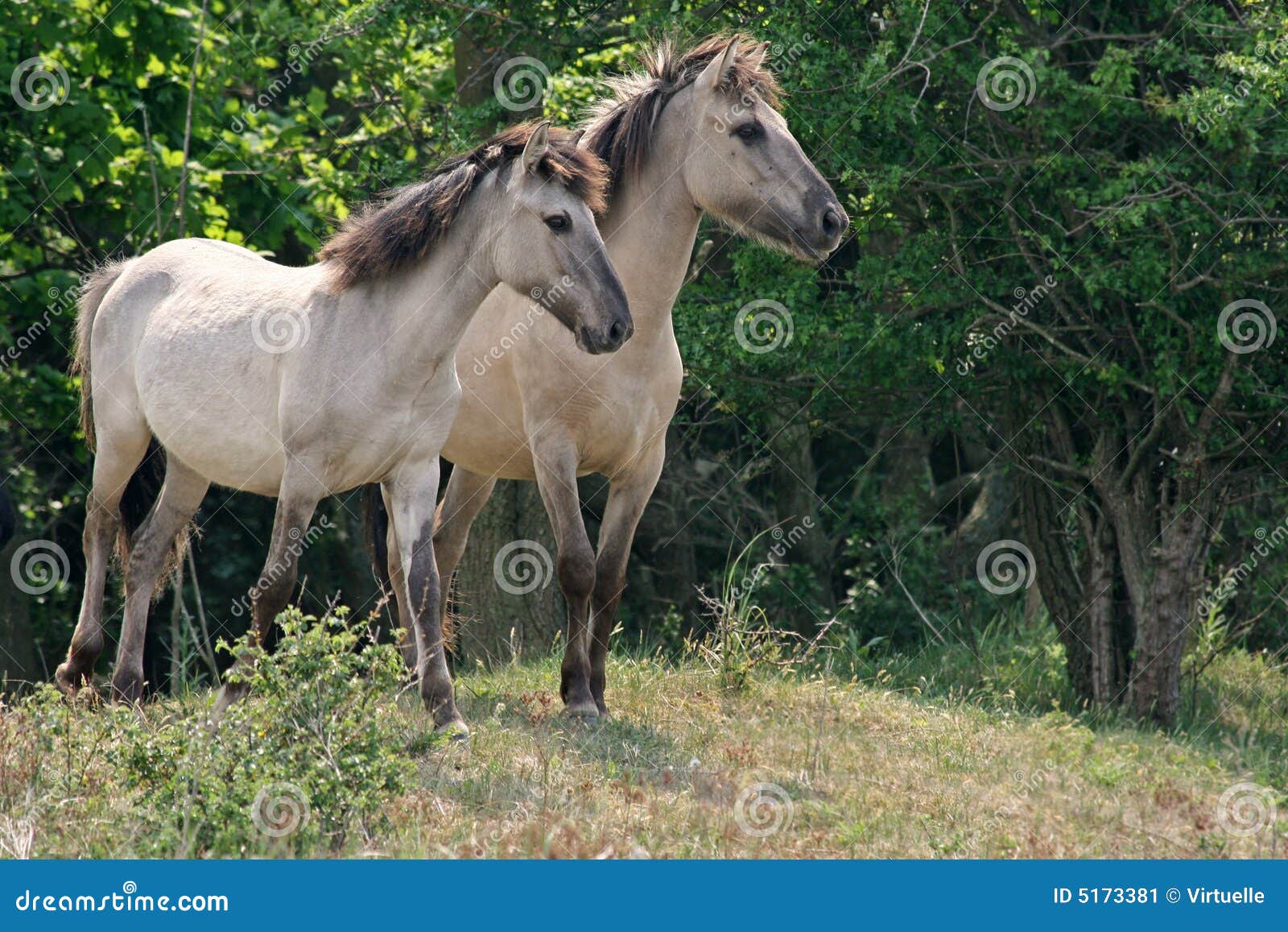 Konik horses stock image. Image of equine, ranch, horse - 5173381