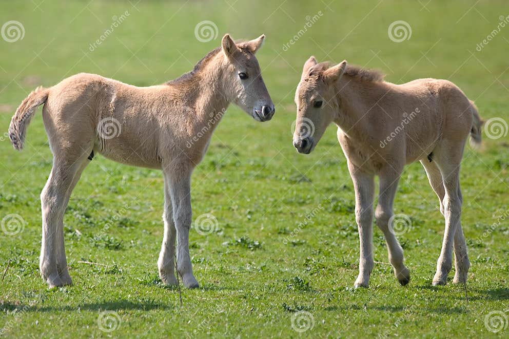 Konik horses stock photo. Image of hoofed, horses, family - 8932280