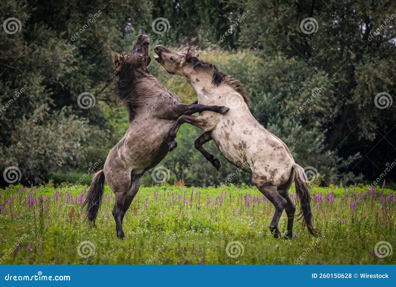 Konik Horses Fighting in a Grass Field Stock Photo - Image of green ...