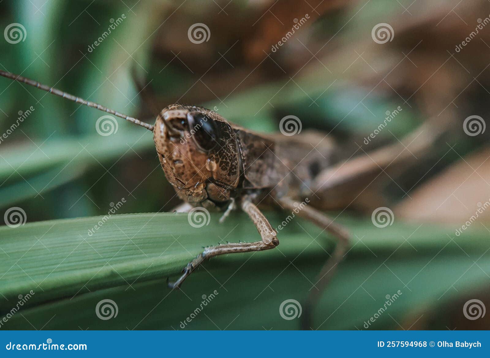 Ukrainian Jumping Insect Stock Photos - Free & Royalty-Free Stock ...