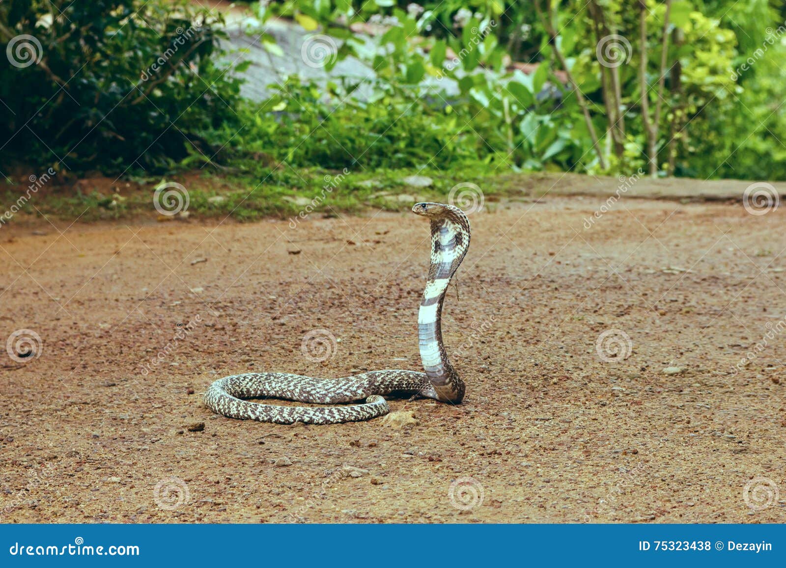 Koning Cobra Ophiophagus Hannah Stock Foto - Image of achtergrond, dier ...
