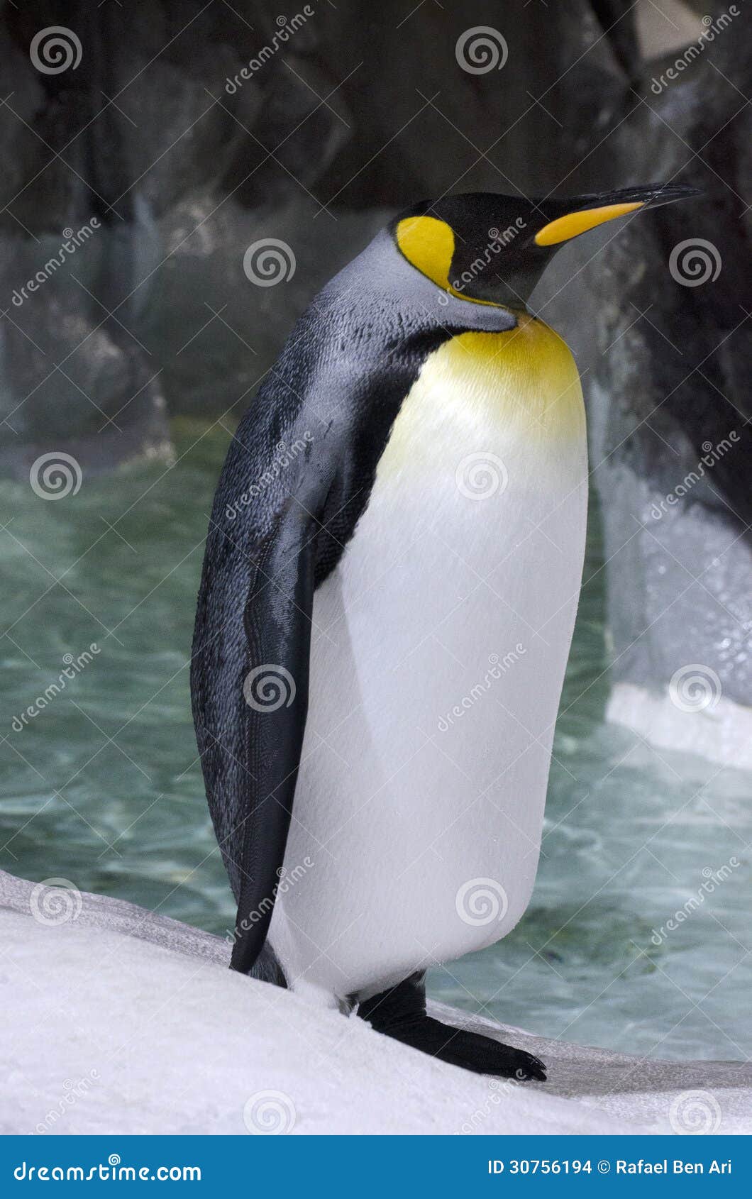 Koning Penguin - Aptenodytes Patagonicus Stock Foto - Image of nieuw ...