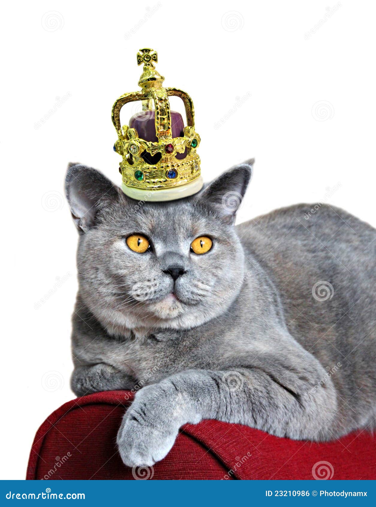 Koningin van katten stock foto. Image of kronen, luxe - 23210986