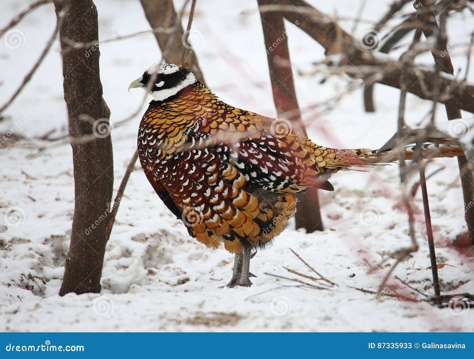 Koninklijke fazant stock afbeelding. Image of china, kraag - 87335933