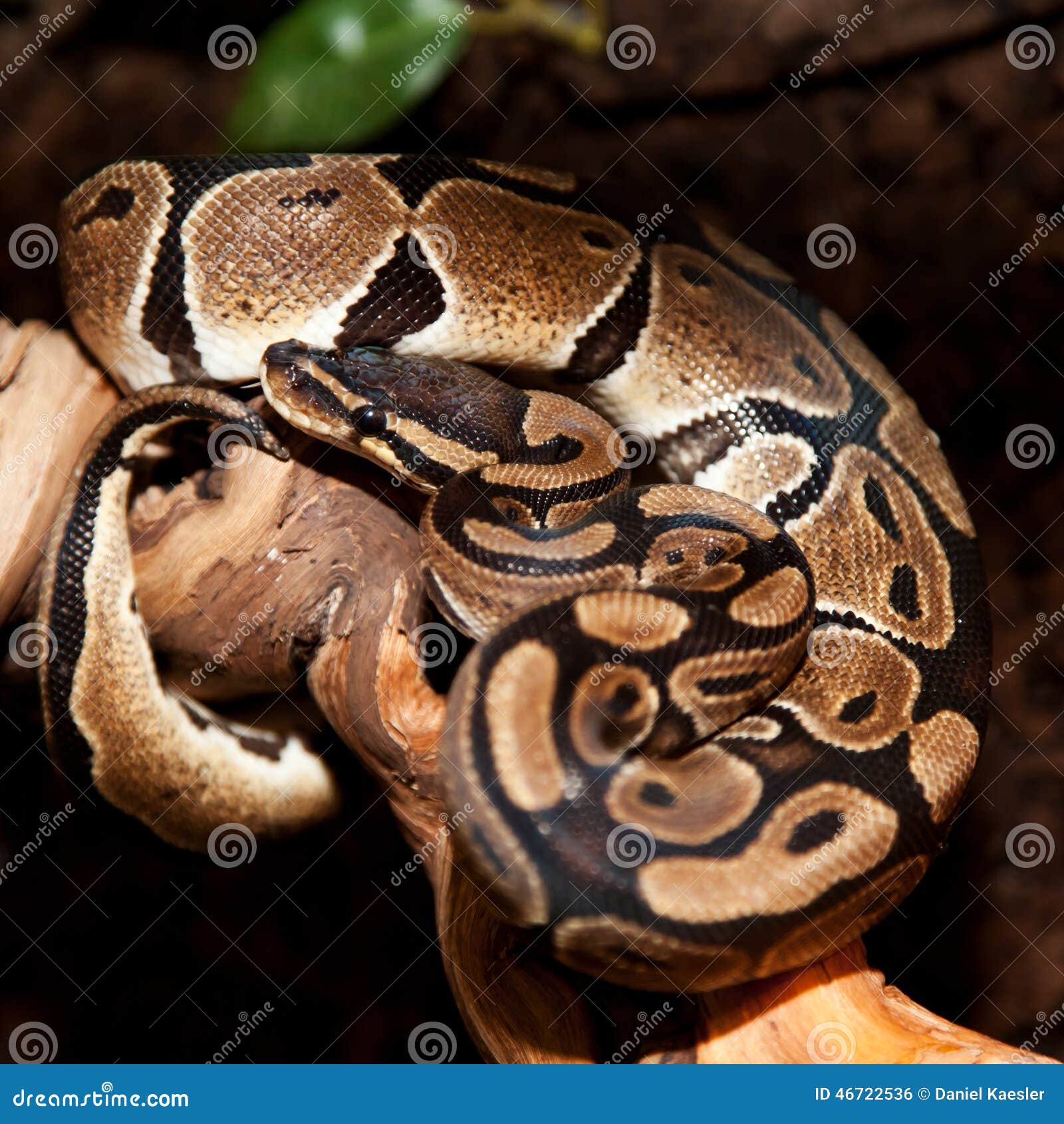 Koninklijke Python in Terrarium Stock Foto - Image of koninklijk ...