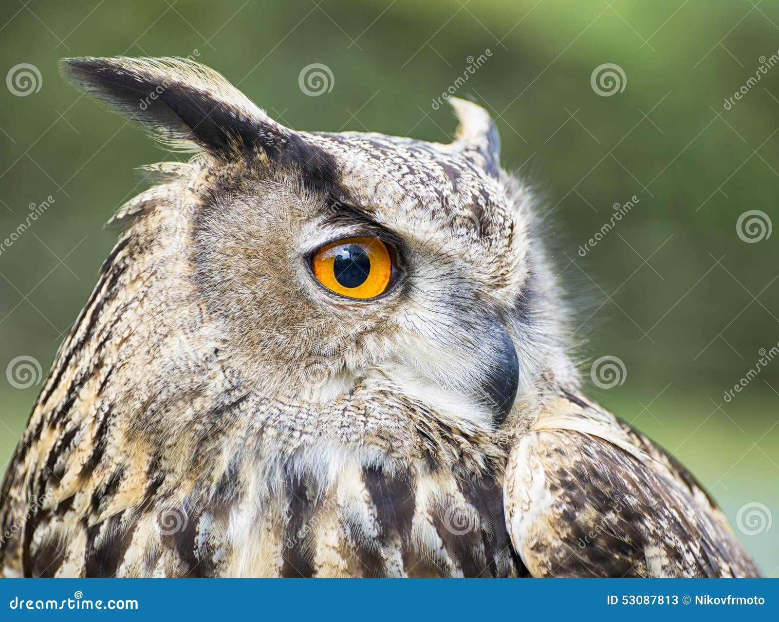 Koninklijke Uil stock afbeelding. Image of wijsheid, groot - 53087813