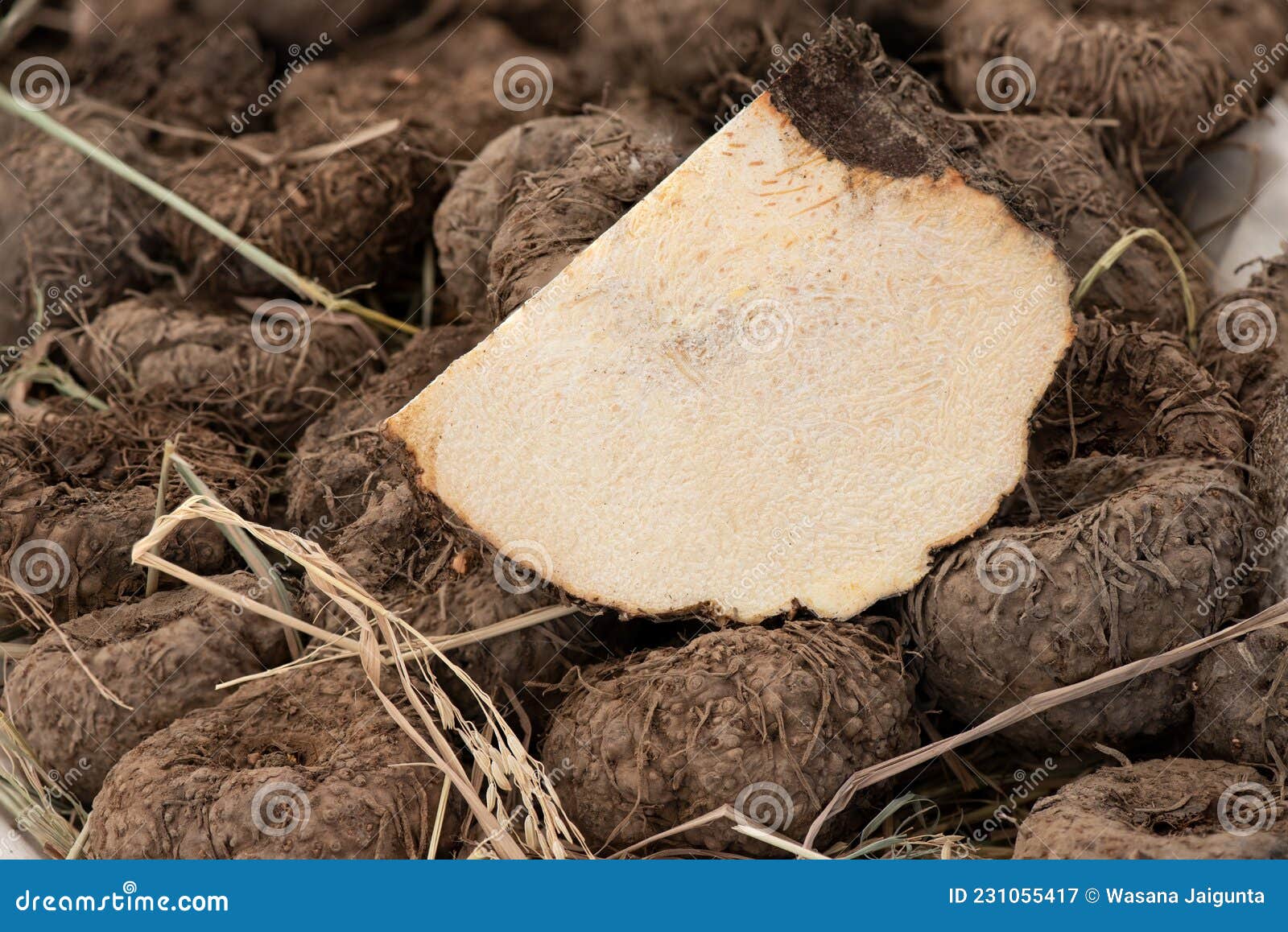 Konjac, Amorphophallus, Stanley S Water-tub, Plant Grow Royalty-Free ...