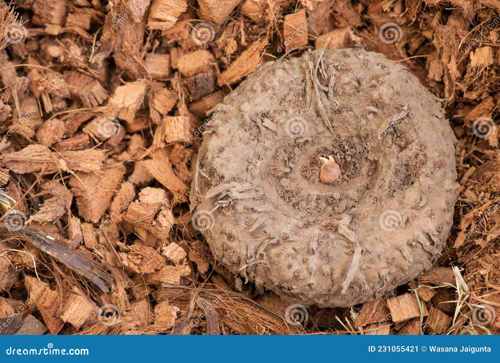 Konjac, Amorphophallus, Stanley S Water-tub, Plant Grow Royalty-Free ...