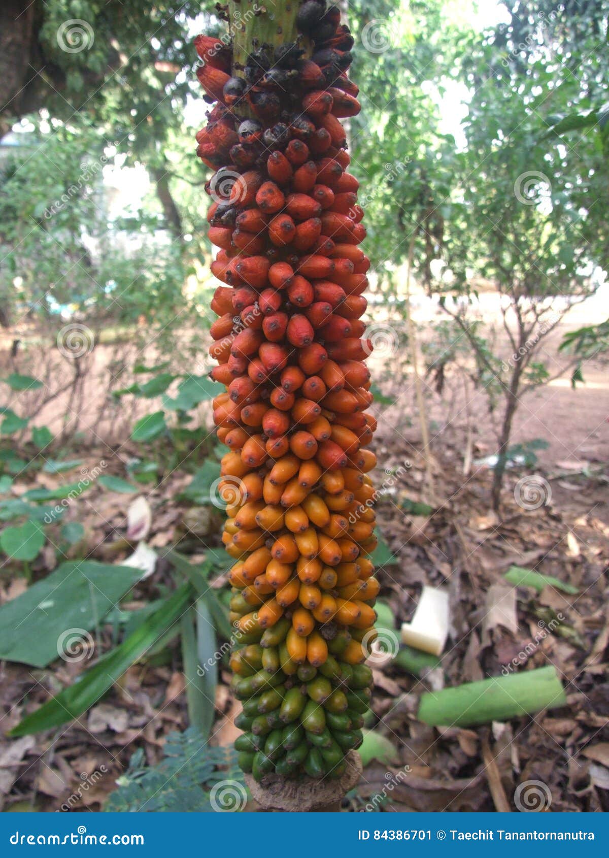 Konjac in garden stock image. Image of botanical, konjak - 84386701