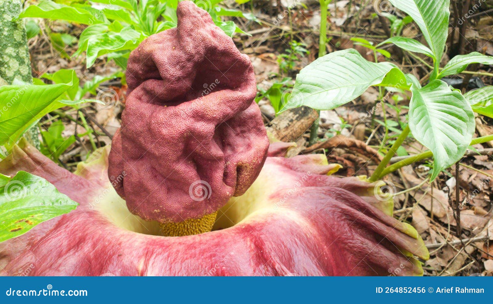 Konjac Plant Flower. Konjac Plant or Amorphophallus Stock Photo - Image ...