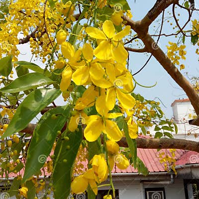 Konnapoo stock image. Image of konnapoo, tree, flower - 88383725